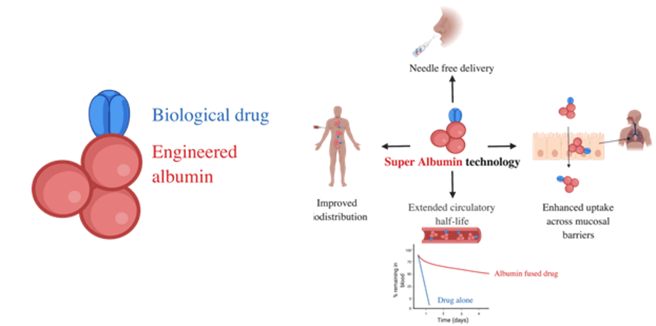 An optimized engineered albumin for half-life extension and mucosal ...